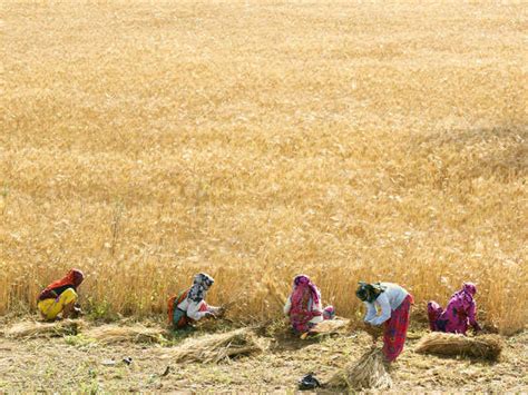 Haryana Cm Assessing Damaged Crops Unseasonal Rains Damages 247