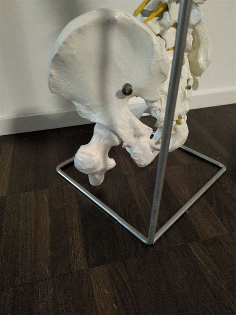 Anatomie Wirbelsäule Mit Becken Modell Kaufen Auf Ricardo