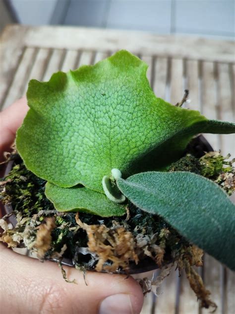 Buy Your Platycerium Ridleyi Plants Cycadales