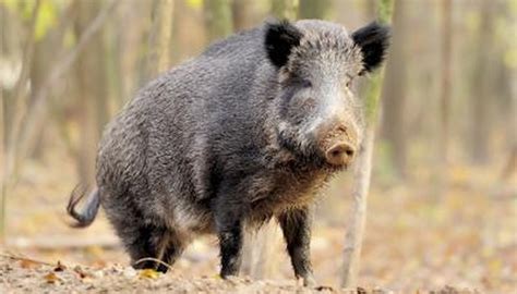 How To Field Dress A Hog Gone Outdoors Your Adventure Awaits
