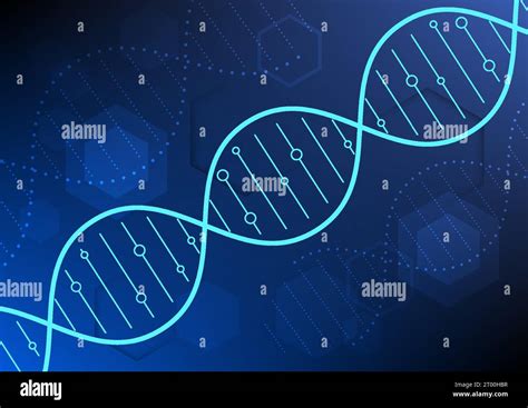 Main Chromosome Stock Vector Images Alamy