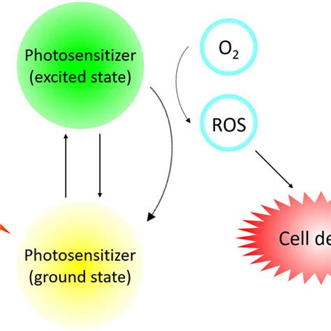 Diagram Of Photophysical And Photochemical Reactions During Pdt Ps