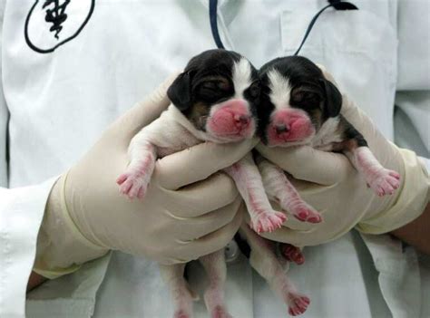 உயிரிழந்த நாய் மீண்டும் உயிர்ப்புடன் சினிமாவை மிஞ்சும் நிஜ அறிவியல்