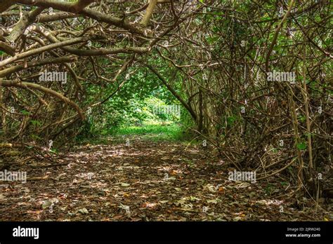 A Pathway Under Tree Growth Shows A Green Exit At The Other End Stock