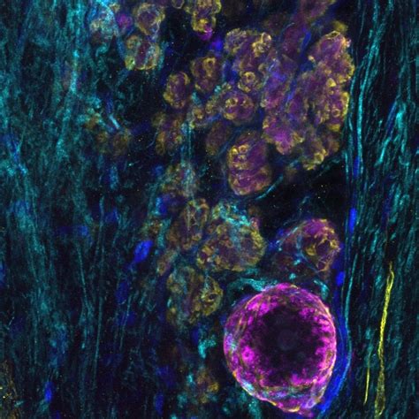 Confocal Microscopes Institute For Molecular Bioscience University