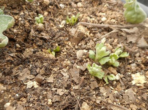 福徳の親株の育成その4 tadasi331のブログ 岡ちゃんの菊の世界