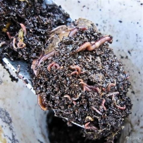 Comparing Vermicomposting Methods An Overview The Homesteading Hippy Comparing Vermicomposting Methods An Overview The Homesteading Hippy
