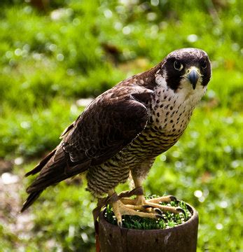 「Halcon」の写真素材 | 631件の無料イラスト画像 | Adobe Stock