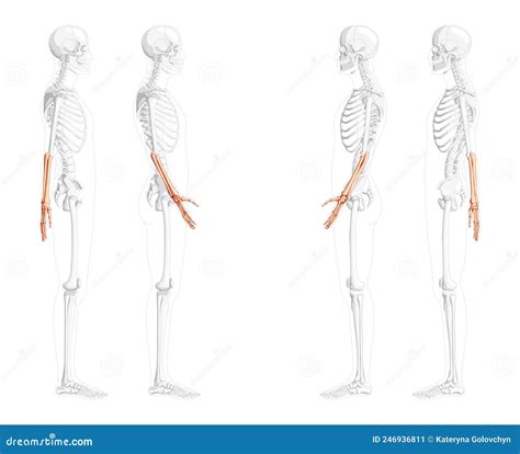 Skeleton Forearms Human Ulna Hand Side Lateral View With Partly Transparent Bones Position Set