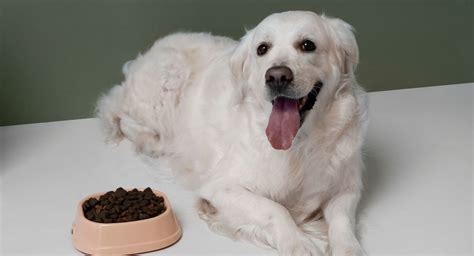Classical Conditioning Psychology For Everyone
