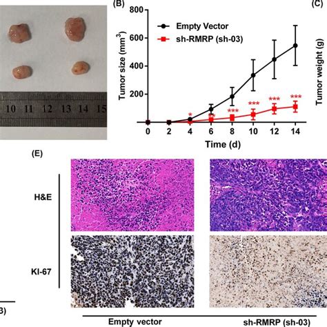 Rna Component Of Mitochondrial Rna Processing Endoribonuclease Rmrp Download Scientific