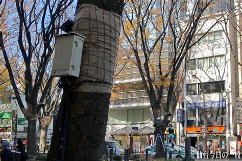 着々と準備が進むsendai光のページェント