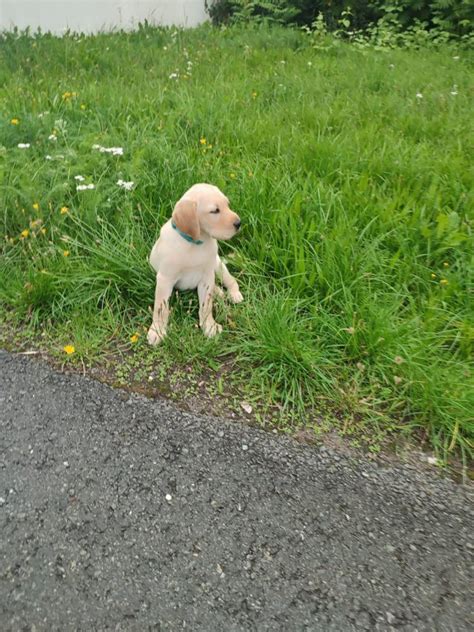 Labrador Welpe In Speichersdorf Tiere Kleinanzeigen