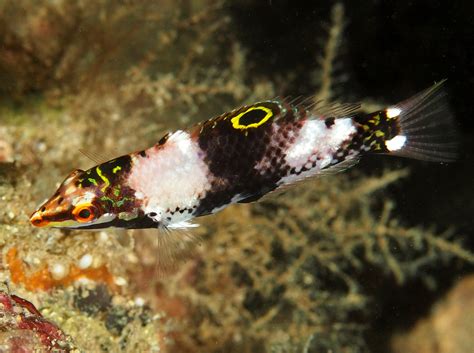 Checkerboard Wrasse Halichoeres Hortulanus Anilao Philippines