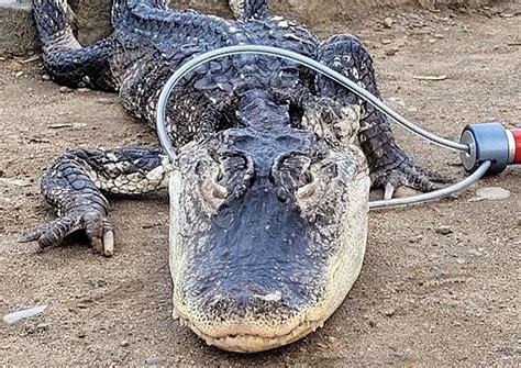 Un Enfant Retrouvé Mort Dans La Gueule Dun Alligator Sa Mère Tuée