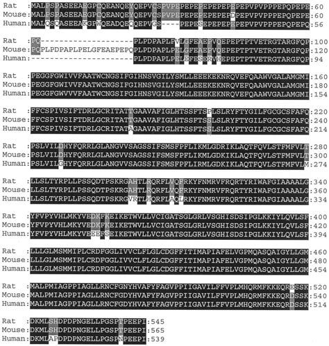 Amino Sequence Alignment Of Rat Mouse And Human Mct8 Alignment Was