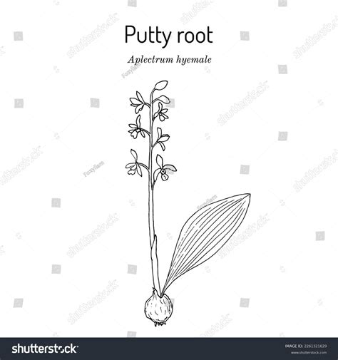 Putty Root Adam Eve Aplectrum Hyemale Stock Vector Royalty Free