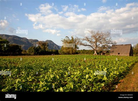 Anbau von tabak Fotos und Bildmaterial in hoher Auflösung Alamy