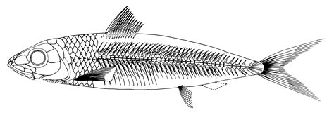 Apsopelix And Pelecorapis Two Separate Genera Or Just One