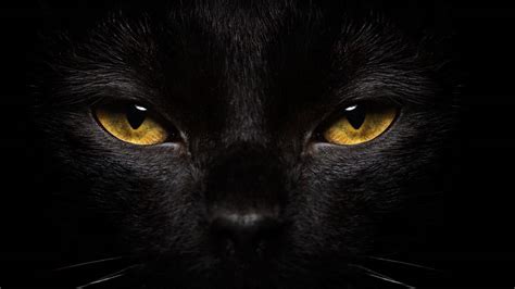 Tout Ce Quil Faut Savoir Sur Les Chats Noirs Et Le Mystère Qui Les