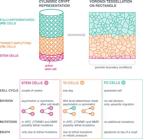 Overview Of The Computational Model Of Colonic Crypts Top The Colonic
