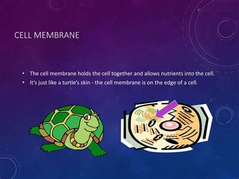 Cell Structure Ppt Ppt