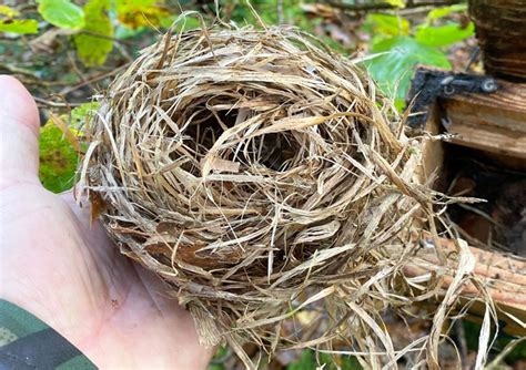 Hazel Dormice Survey And Mitigation Applied Ecology