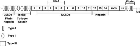 Schematic Representation Of The Modular Structure Of The Fibronectin