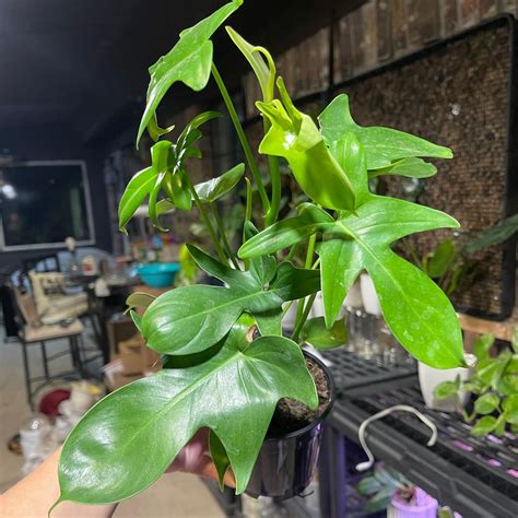 💧 Why Are My Philodendron Panduriforme Leaves Mushy