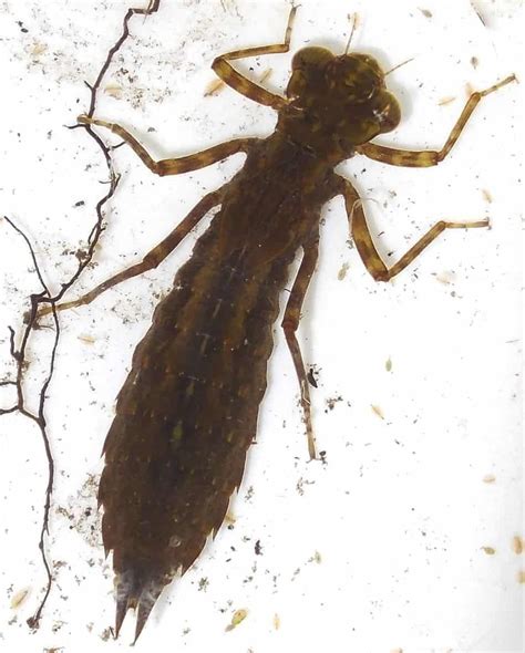 Damselfly Larvae