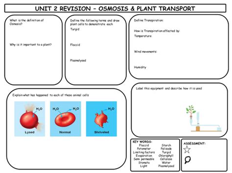 Gcse Osmosis And Plant Transport Revision Mat Teaching Resources