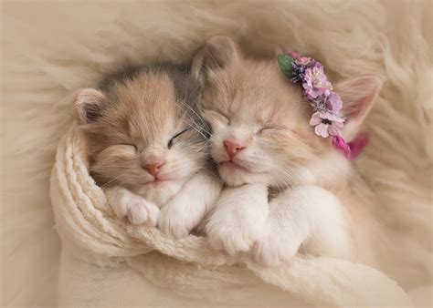 Cute Puppies Sleeping With Kittens