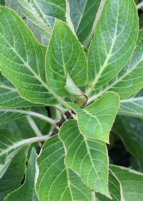 Black Stemmed Hydrangea