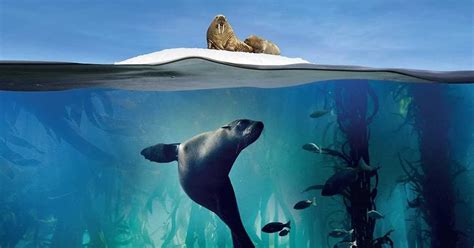 The Fascinating Secrets Of Tidal Seas Unveiled Unlocking The Answers