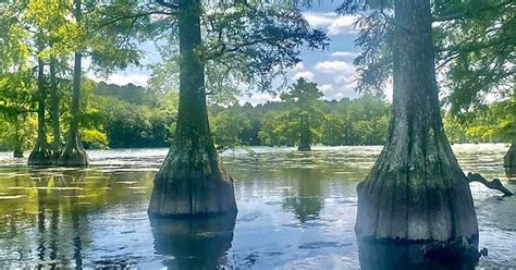 Cypress Album On Imgur