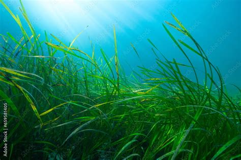 Seagrass Underwater With Sunlight In The Atlantic Ocean Eelgrass