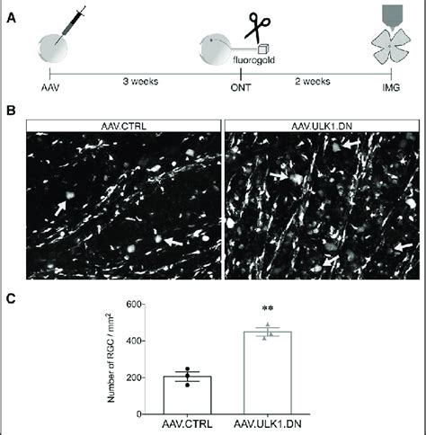 Aavulk1dn Increases Rgc Survival After Optic Nerve Transection A