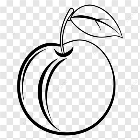 Detailed Plum Outline Coloring Sheet Vector Plum Coloring Page Plum