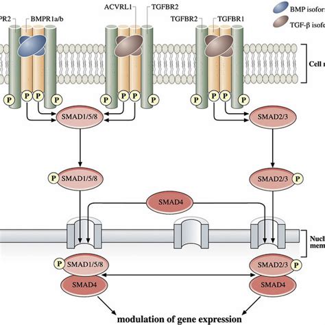 Pdf Tgf Beta Bmp System In Experimental And Idiopathic Pulmonary Hypertension