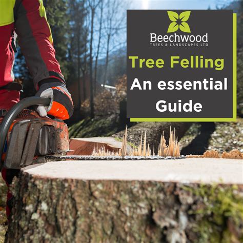 Safe Tree Felling An Essential Guide — Beechwood Trees And Landscapes