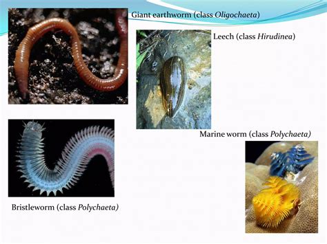 Phylum Presentation Annelida PPTX