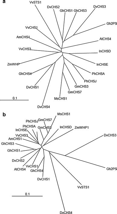 Phylogenetic Tree For Chalcone Synthase Chs A Phylogenetic Tree