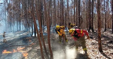 Brigadistas De Cmpc Combatieron Más De 120 Incendios Forestales En 44