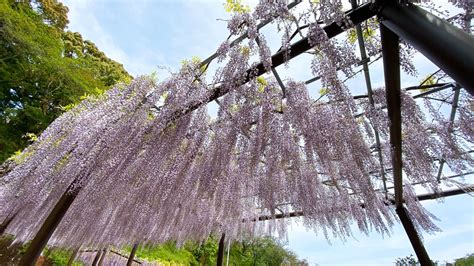 え↔す↔た↔のqf＠一体感～新時代～here Goes On Twitter Rt Tamakrui 藤枝の蓮華寺池公園の藤の