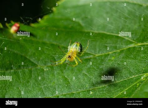 Tiny Green Spider Araniella Cucurbitina Aka The Cucumber Green Spider