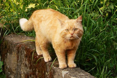 Породы рыжих котов с графиями названиями 34 фото подборки картинок