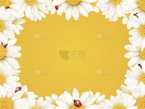 向量甘菊框架和瓢虫