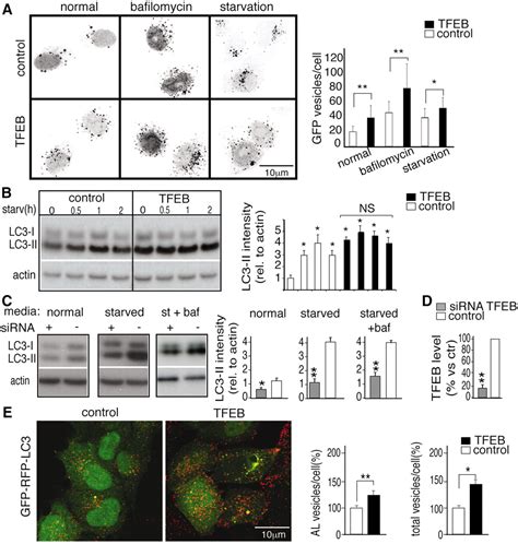 TFEB Links Autophagy To Lysosomal Biogenesis Science