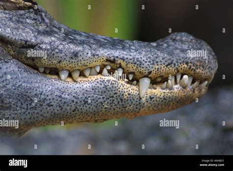 American Alligator Alligator Mississippiensis Detail Of Mouth With