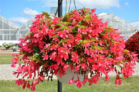 Beauvilia Hot Pink Begonia Begonia Boliviensis Beauvillia Hot Pink